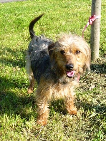 | nejen PSÍ ÚTULEK - Domov Fauny Hrachov u Sedlčan