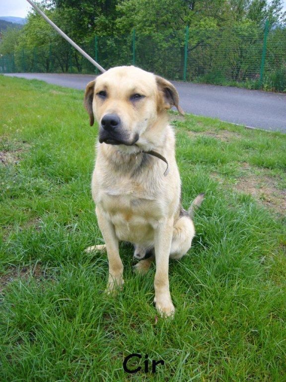 | nejen PSÍ ÚTULEK - Domov Fauny Hrachov u Sedlčan