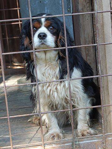 | nejen PSÍ ÚTULEK - Domov Fauny Hrachov u Sedlčan