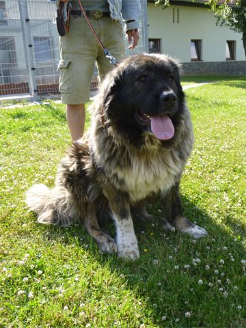 | nejen PSÍ ÚTULEK - Domov Fauny Hrachov u Sedlčan