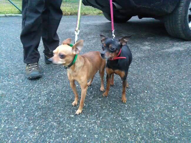 Rambo a Ťapka | nejen PSÍ ÚTULEK - Domov Fauny Hrachov u Sedlčan