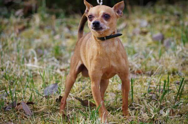 Rambo a Ťapka | nejen PSÍ ÚTULEK - Domov Fauny Hrachov u Sedlčan